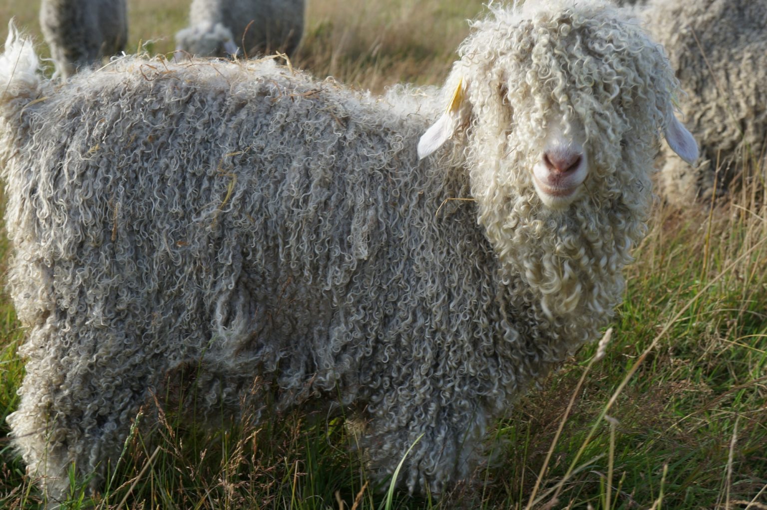 CHEVRE ANGORA – La coccinelle